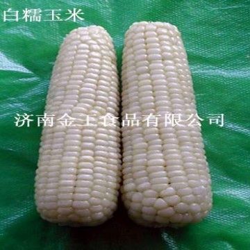 Fast Frozen Withe Waxy Corn - China Wholesale Fast Frozen Withe Waxy ...