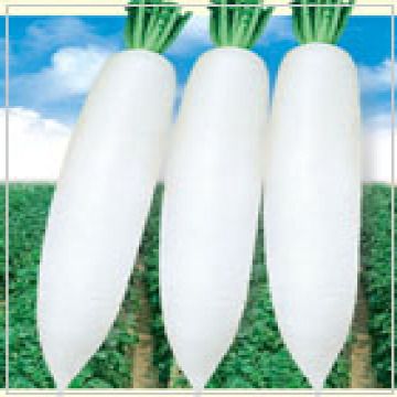 Radish Seed- Snow White - China Wholesale Radish Seed- Snow White from ...