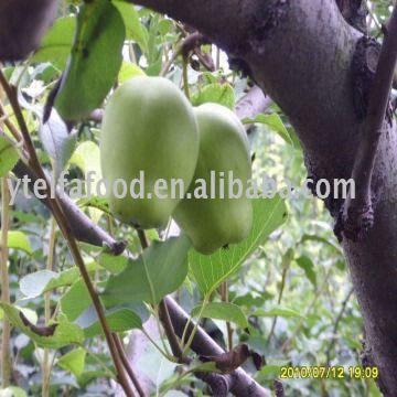 Buy Wholesale China Early Su Pear & Early Su Pear | Global Sources