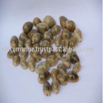 Buy Wholesale Philippines White Cowries (seagay) & White Cowries ...