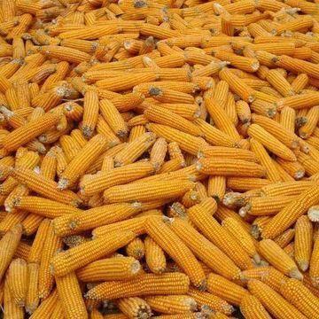 Buy Wholesale China Maize (corn) For Eating And Animal Feed, Available ...