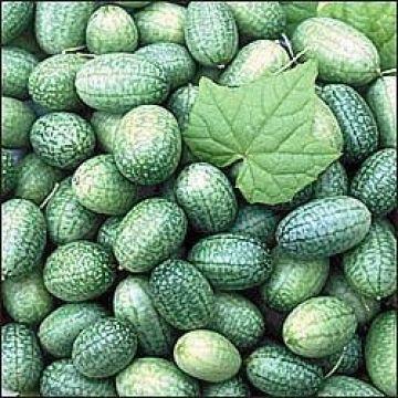 Buy Wholesale Cameroon Mexican Miniature Watermelon Seeds -melothria ...