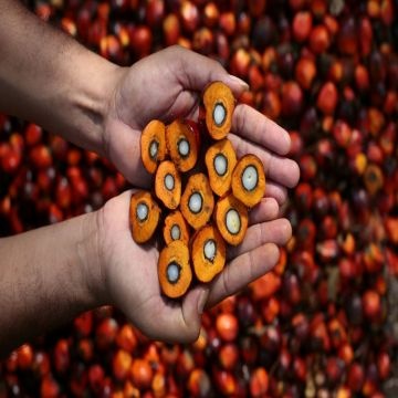Buy Wholesale Thailand Palm Oil & Palm Oil at USD 250 | Global Sources