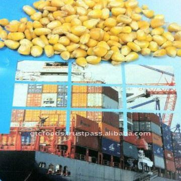 Buy Wholesale India Yellow Corn For Export & Yellow Corn | Global Sources