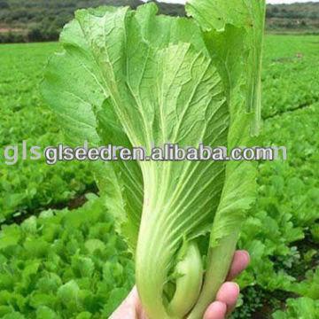 Buy Wholesale China Shuidong Mustard Seed In Vegetable Seeds & Shuidong ...