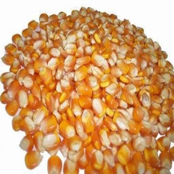 Buy Wholesale Thailand Yellow Corn Seeds & Yellow Corn Seeds at USD 250 ...