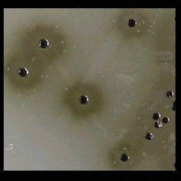 Bismuth Sulfite Agar | Global Sources