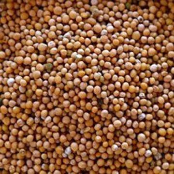 Buy Wholesale India Mustard Seed & Mustard Seed | Global Sources