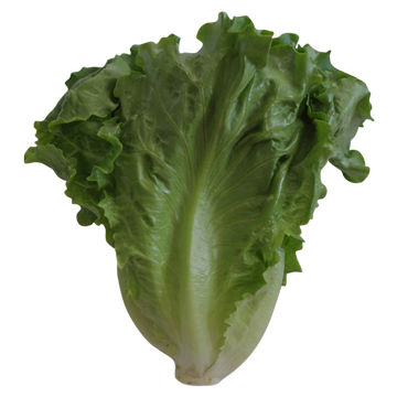 Buy Wholesale China Italy Lettuce, Original Green Vegetable, Guarantee ...