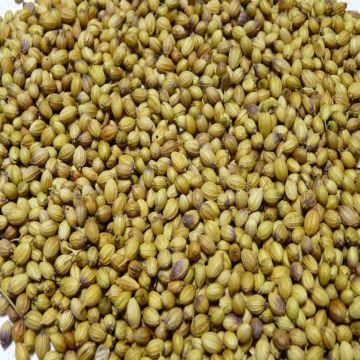 Indian Coriander Seeds coriandrum Sativum badami Bold, Eagle Green ...