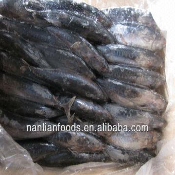 Frozen Bonito Fish For Sale - Wholesale China Frozen Bonito Fish at ...