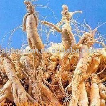 Buy Wholesale China Radix Ginseng & Radix Ginseng | Global Sources