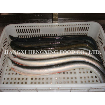 European Eel Fish - Explore China Wholesale European Eel Fish and ...