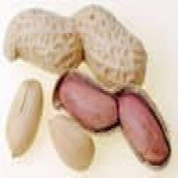 Buy Wholesale India Pulses And Legumes, Nuts, Edible, Peanuts ...