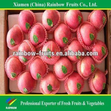 Buy Wholesale China Fresh Red Star Apple color: Bright Red Color ...