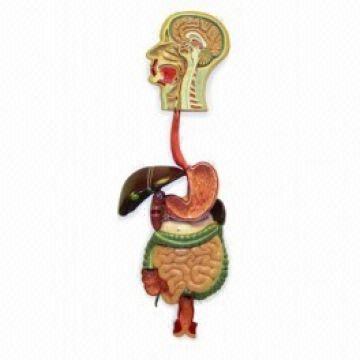 Buy Wholesale India Digestive System Features : Nose, Mouth Cavity And ...