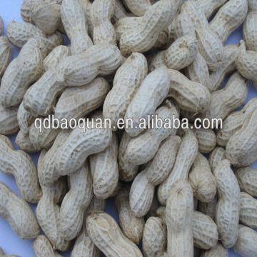 Buy Wholesale China Chinese Roasted Peanut In Shell & Chinese Roasted ...