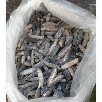 Buy Wholesale Indonesia Sea Cucumber Sandfish & Sea Cucumber Sandfish ...