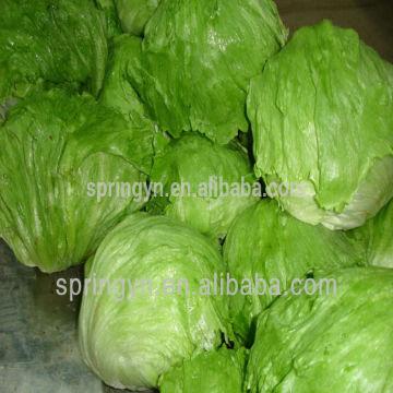 Buy Wholesale China Lettuce Supplying & Lettuce Supplying | Global Sources