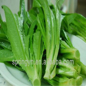 Buy Wholesale China 2014chinese Fresh Youmai Lettuce & 2014chinese ...