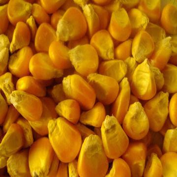 Buy Wholesale India Yellow Corn Maize & Yellow Corn Maize | Global Sources