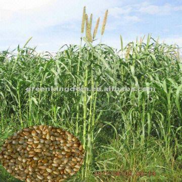 Buy Wholesale China Subtropical Region Pennisetum Glaucum Annual Grass ...