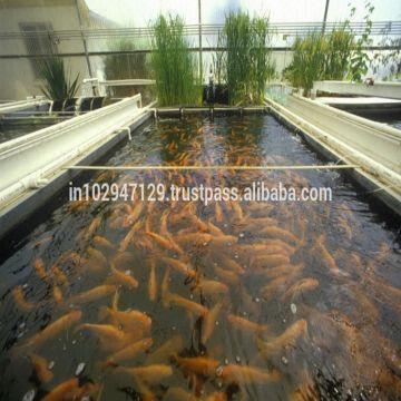 Buy Wholesale India Probiotic To Improve Fish Immune System & Probiotic ...
