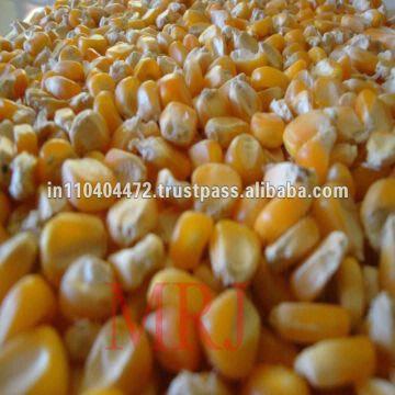 Buy Wholesale India Yellow Corn Maize & Yellow Corn Maize | Global Sources