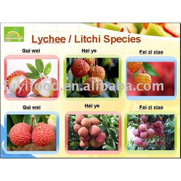 Chinese Lychee/lithci/lichee - Wholesale China Chinese Lychee/lithci ...