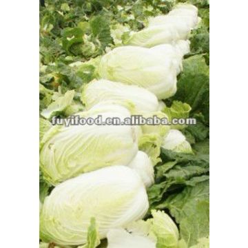 Buy Wholesale China Chinese Leaf Lettuce & Chinese Leaf Lettuce ...