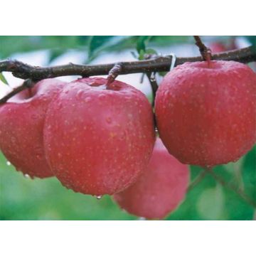 Buy Wholesale China Apples - Red Star Apple & Apples - Red Star Apple ...
