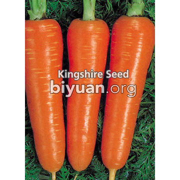 Buy Wholesale China New Kuroda Carrot Seed & New Kuroda Carrot Seed ...