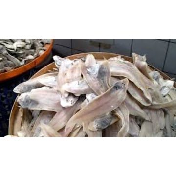 Buy Wholesale Thailand Dried Shark & Dried Shark at USD 2509 | Global ...
