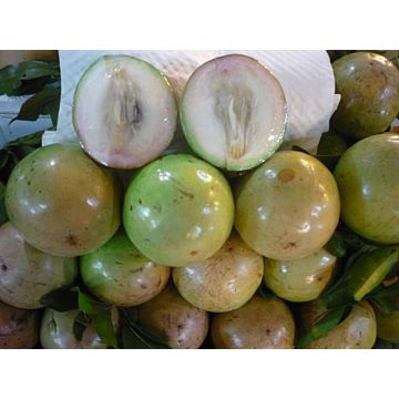 Buy Wholesale Vietnam Vietnamese Star Apple & Vietnamese Star Apple at ...
