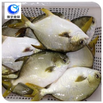Frozen golden pomfret/pompano fish | Global Sources