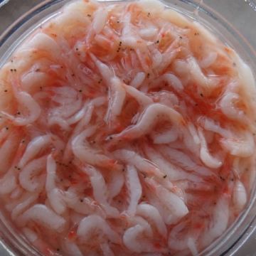 Buy Standard Quality Vietnam Wholesale Salted Fresh Baby Krill Direct ...