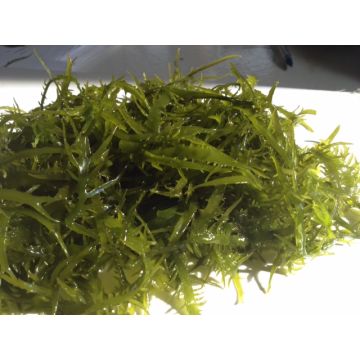 Suginori Seaweed Dried - Peru Wholesale Suginori Seaweed Dried $10 from ...