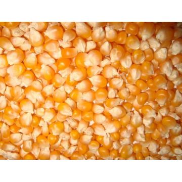 Yellow Corn/ Maize Grade 1 (non Gmo) $315 - Wholesale Pakistan Yellow ...