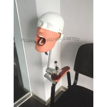 Buy Wholesale China Dental Typodont Phantom Head Simulator Manikin ...
