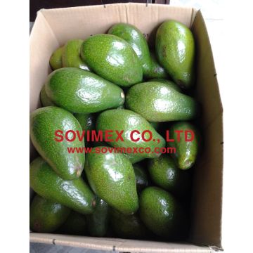 Buy Wholesale Vietnam Fresh Avocado & Fresh Avocado at USD 400 | Global ...