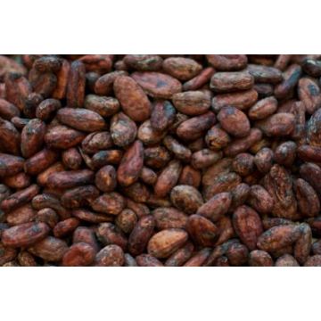 Buy Wholesale Cameroon Raw Cocoa Beans For Sale & Raw Cocoa Beans at ...