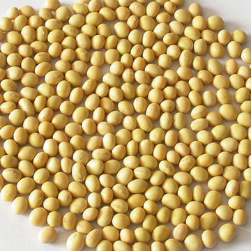 Buy Wholesale China Soybean Extract Isoflavones, Food Grade & Soybean ...