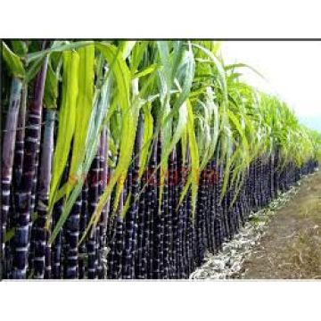 FRESH SUGAR CANE | Global Sources
