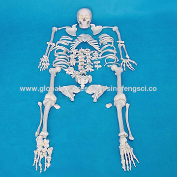 Buy Wholesale China Human Skeleton Model, Full Disarticulated 168cm ...