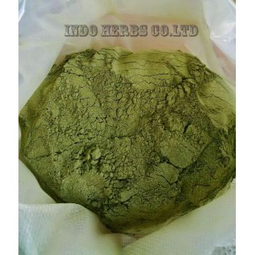 Buy Wholesale Indonesia Kratom Powder/ketum/mitragyna Speciosa Pure 100 ...
