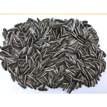 Buy Wholesale China Chinese New Crop Sunflower Seeds With Competitive ...