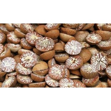 Buy Wholesale Denmark Dried Betel Nut At Very High Quality ...