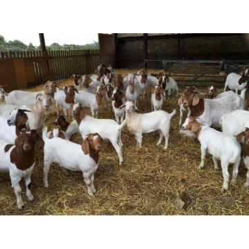 Full Blood Boer Goats,live Sheep, Cattle, Lambs Ready For Export, Meat - Buy Cameroon Wholesale ...