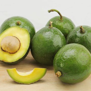 Buy Wholesale Vietnam Fresh Avocado & Fresh Avocado | Global Sources