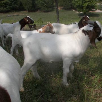 Buy Wholesale United States Pure Breed Live Boar Goats For Sale 100% ...